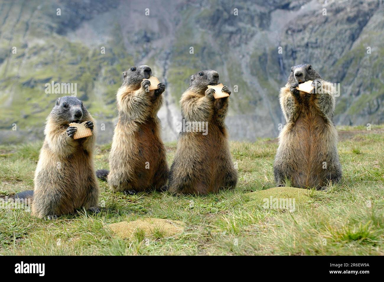 Alpine Marmots (Marmota marmota) eat biscuits, Grossglockner, Hohe ...