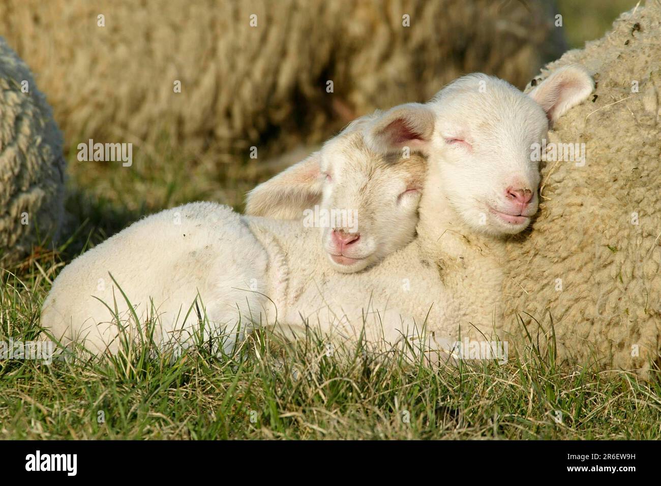 Merino sheep, lambs Stock Photo - Alamy