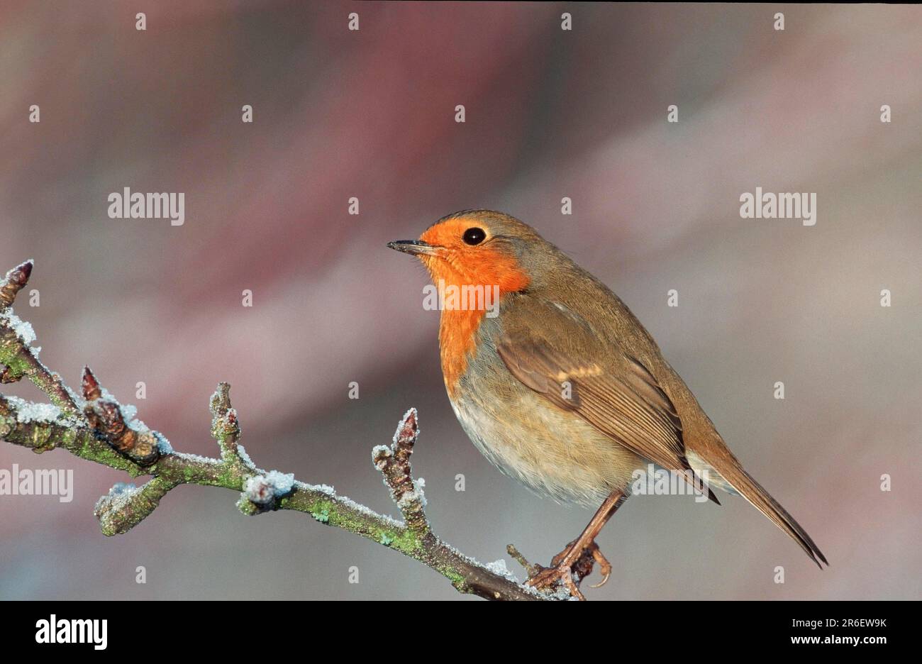 Robin european robin hi-res stock photography and images - Alamy