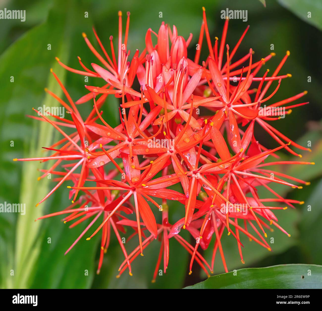 A plant with a cluster of vibrant red flowers growing atop its stalk ...