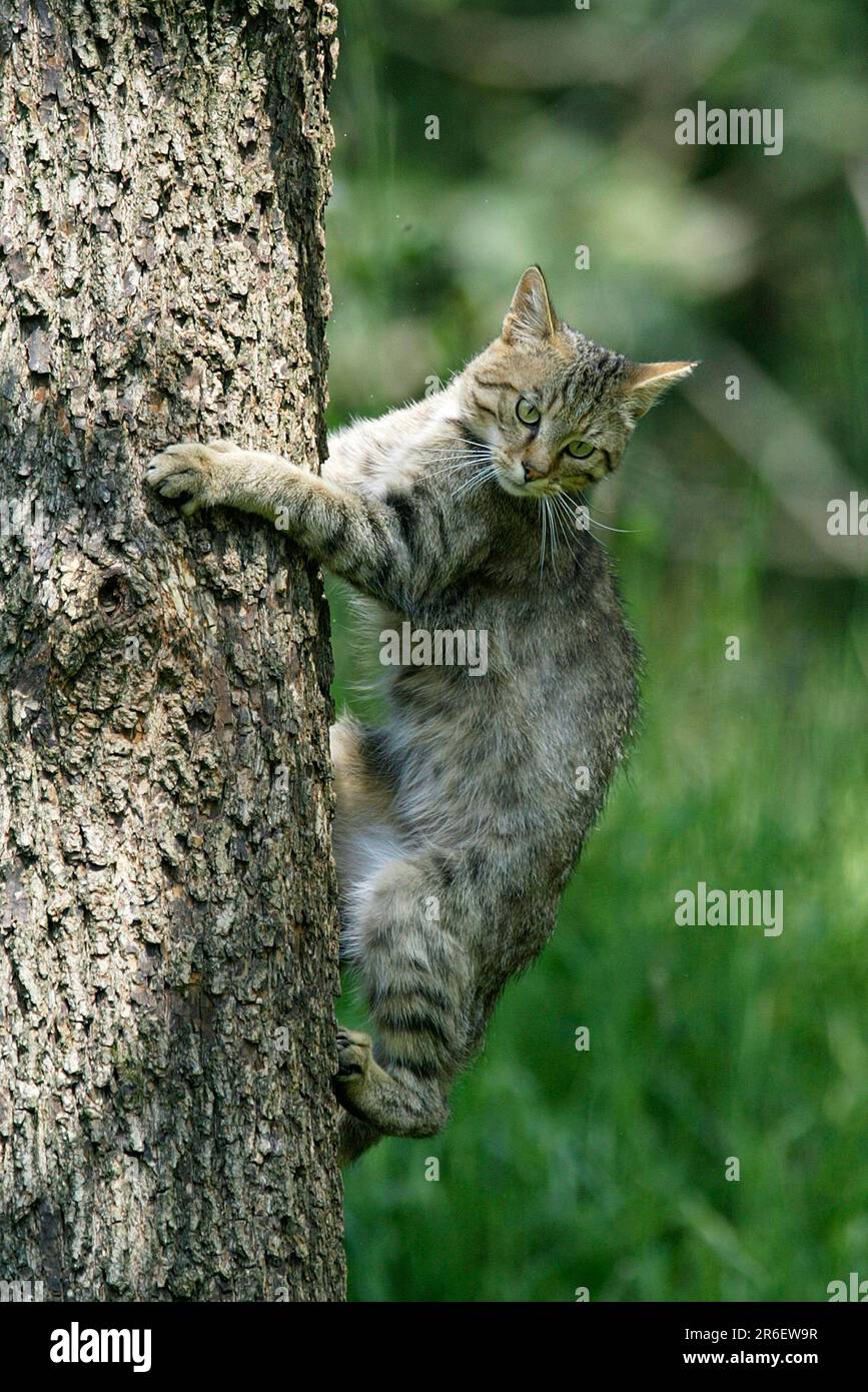 European wildcat (Felis silvestris Stock Photo - Alamy