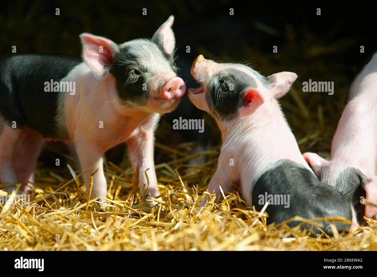 Hallic pigs, piglets in the barn, Haellian pig, Haellian pig pigs ...