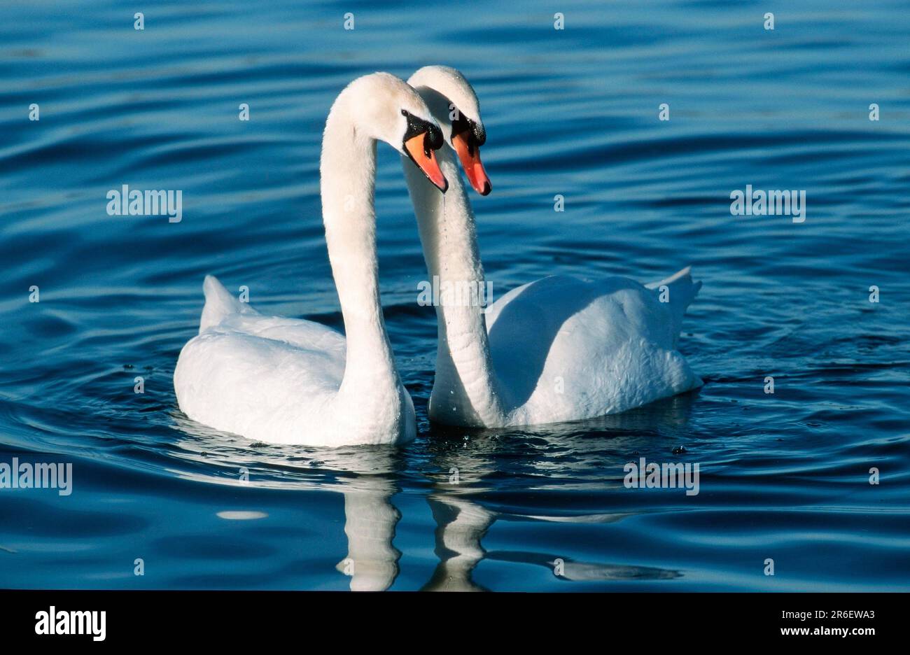 Mute Swane, pair (Cyngus olor Stock Photo - Alamy