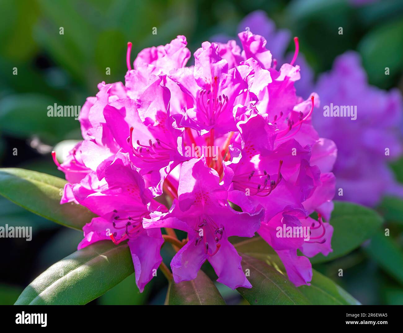 A close-up photograph of a single, vibrant pink flower of a flowering ...