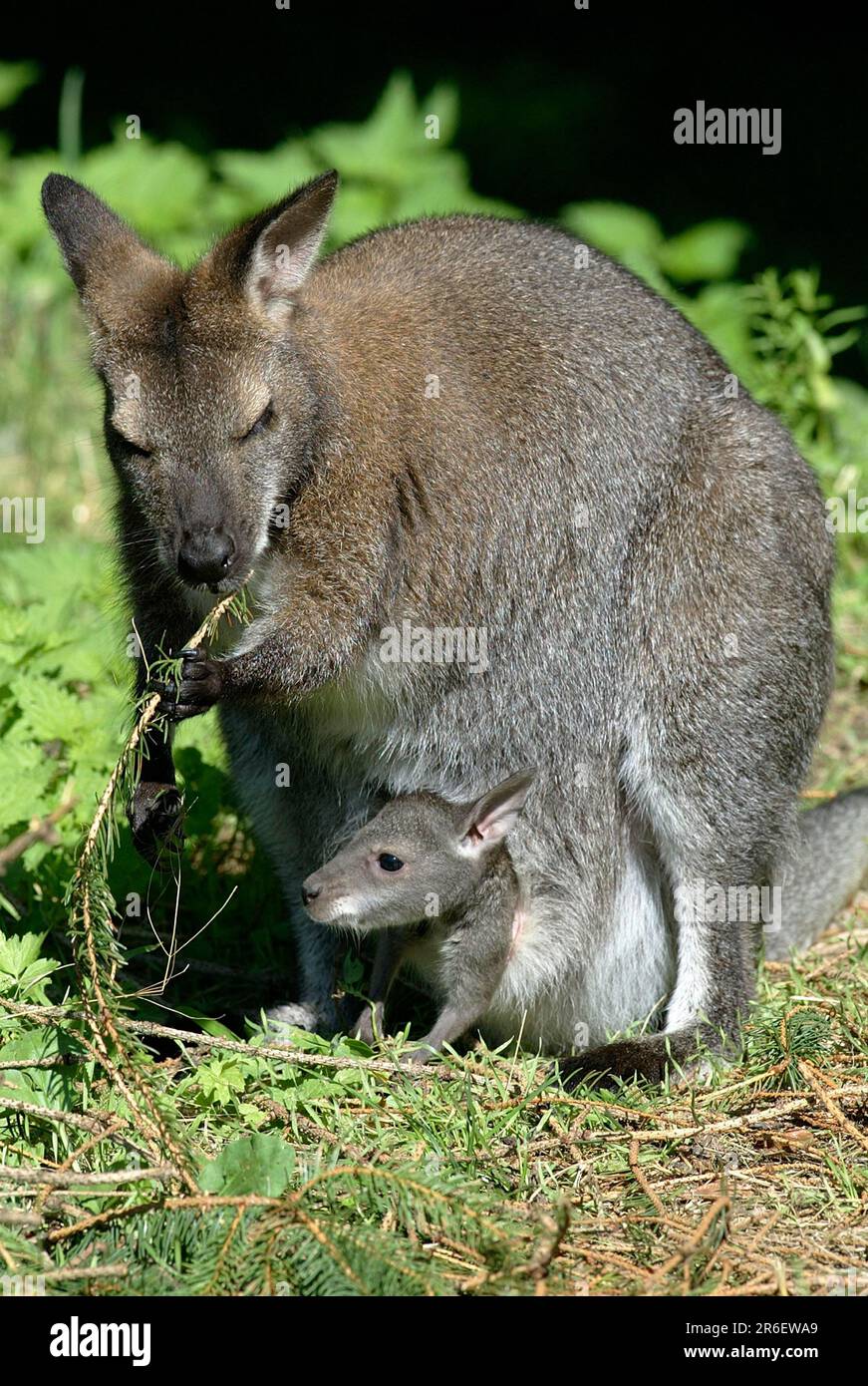 Red-necked Wallaby (Macropus rufogriseus) with joey Stock Photo - Alamy