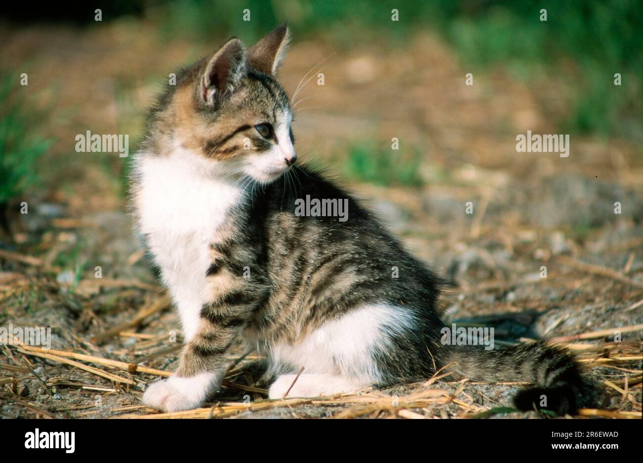 Domestic cat, kitten, lateral Stock Photo - Alamy