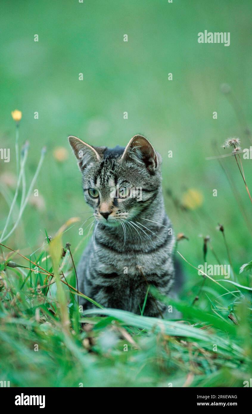 House cat, tabby Stock Photo - Alamy