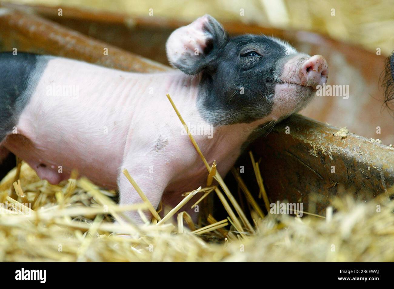 Hall pig, piglet in the barn Stock Photo - Alamy