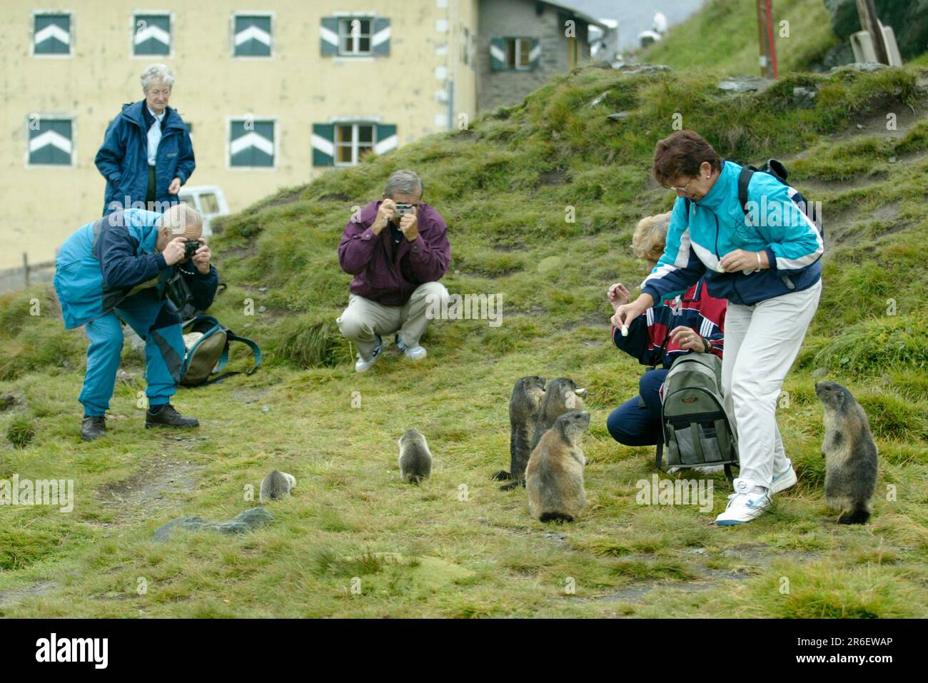 Tourists feeding Alpine Marmots (Marmota marmota), Austria Stock Photo - Alamy