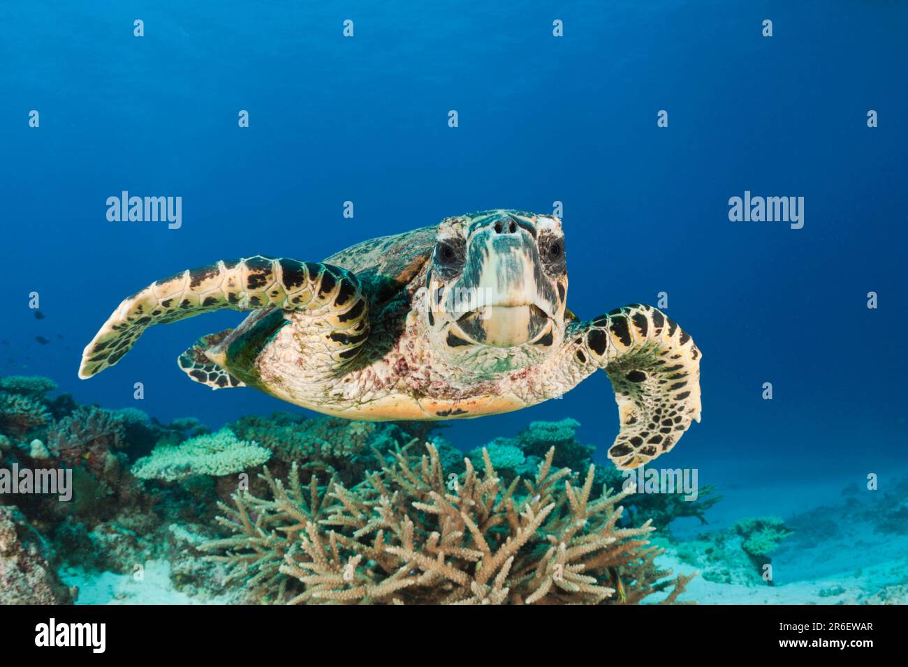 Hawksbill sea turtle (Eretmochelys imbricata), Namena Marine Park, Fiji ...