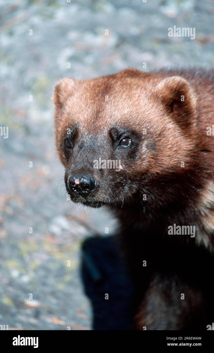 Wolverine (Gulo gulo Stock Photo - Alamy