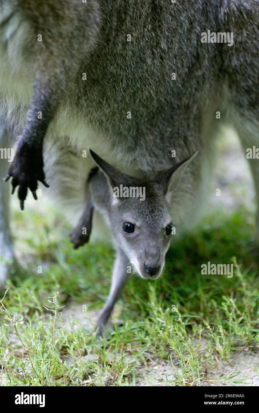 Red-necked Wallaby (Macropus rufogriseus), joey Stock Photo - Alamy