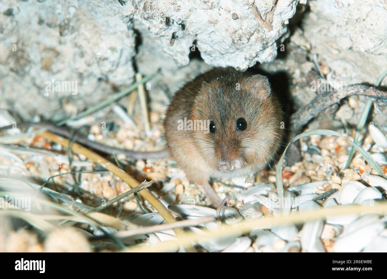 Old World Harvest Mouse, Eurasian harvest mouse (Micromys minutus ...