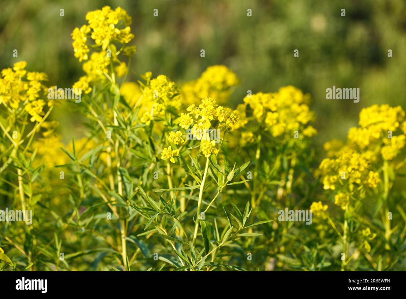 Euphorbia virgata, commonly known as leafy spurge, wolf's milk leafy ...