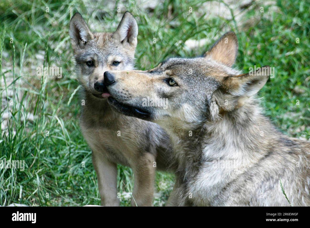 Wolves, female with cub (Canis lupus Stock Photo - Alamy