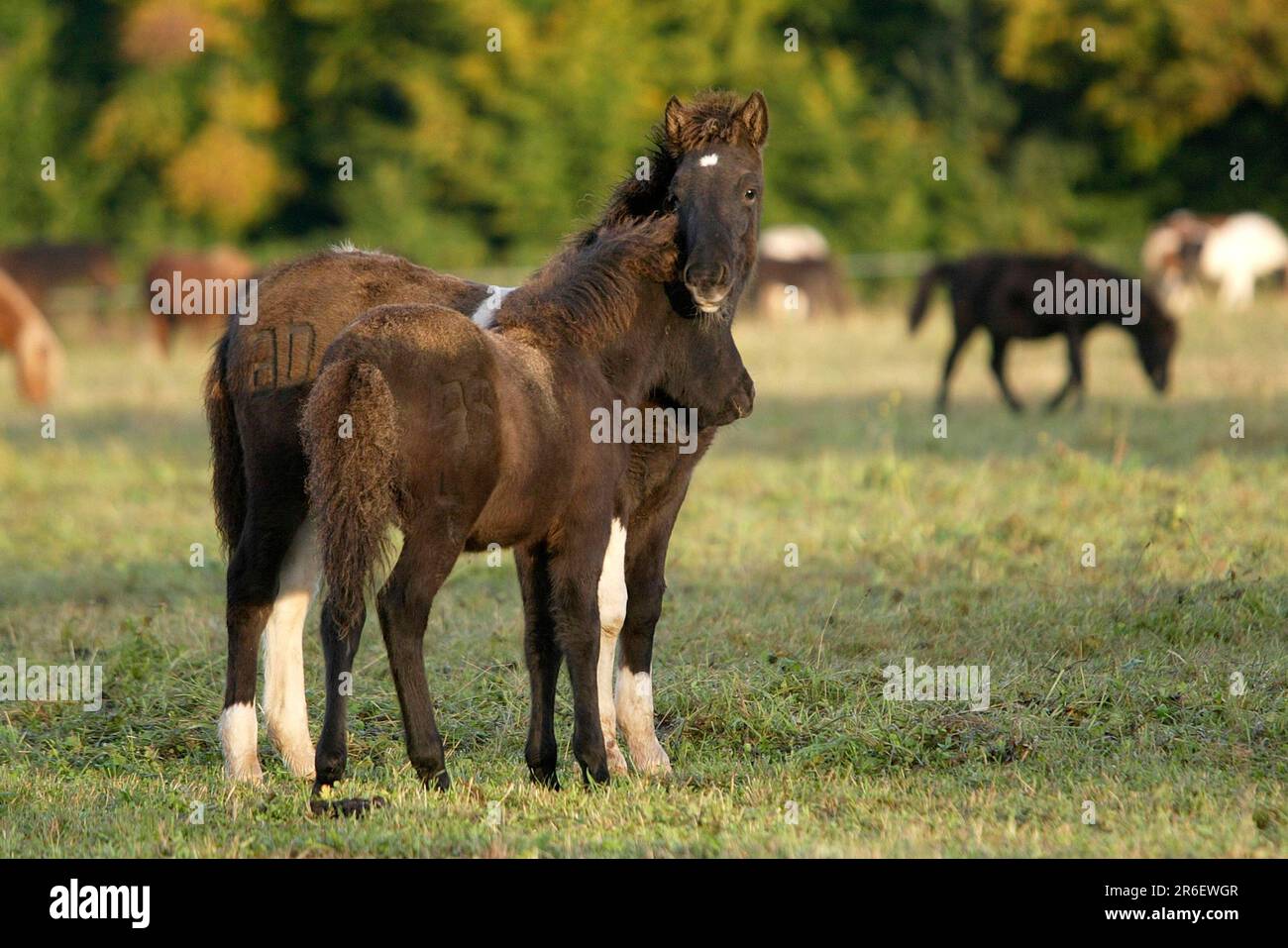 Icelandic Horses, foals, Icelandic ponies, foals, Icelanders Stock ...