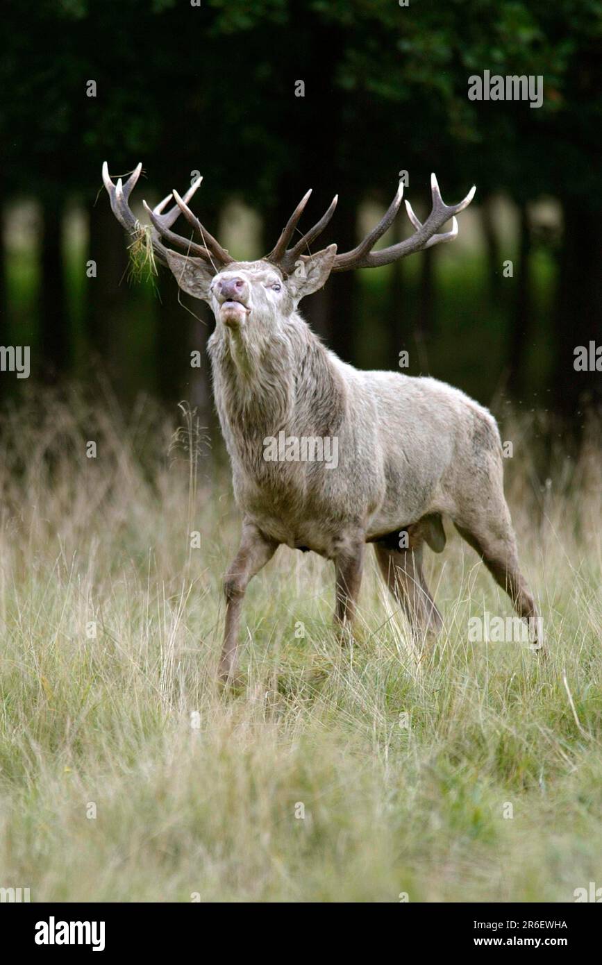Mature red deer cervus hi-res stock photography and images - Alamy