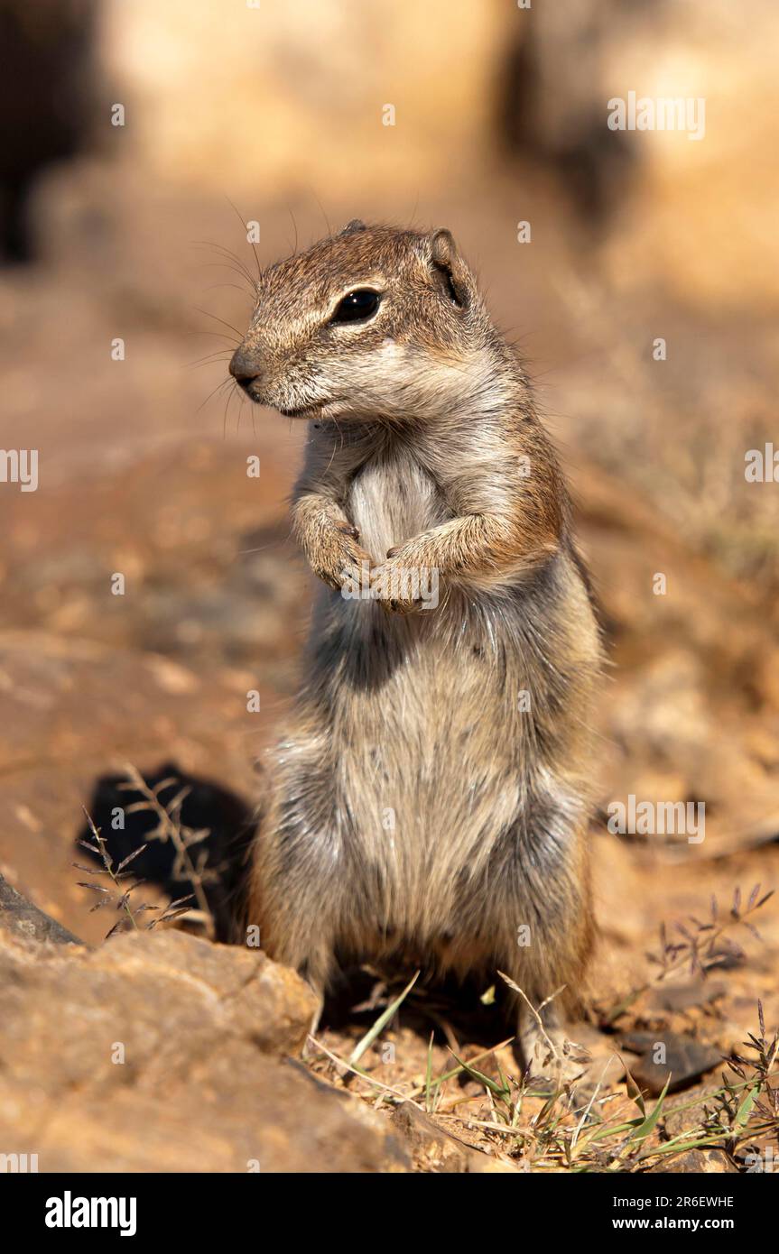 Chipmunk Smile