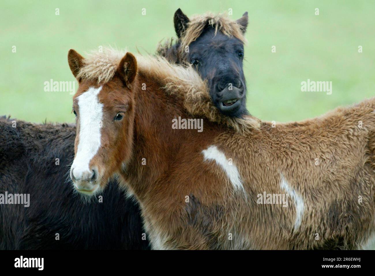 Icelanders foal hi-res stock photography and images - Alamy