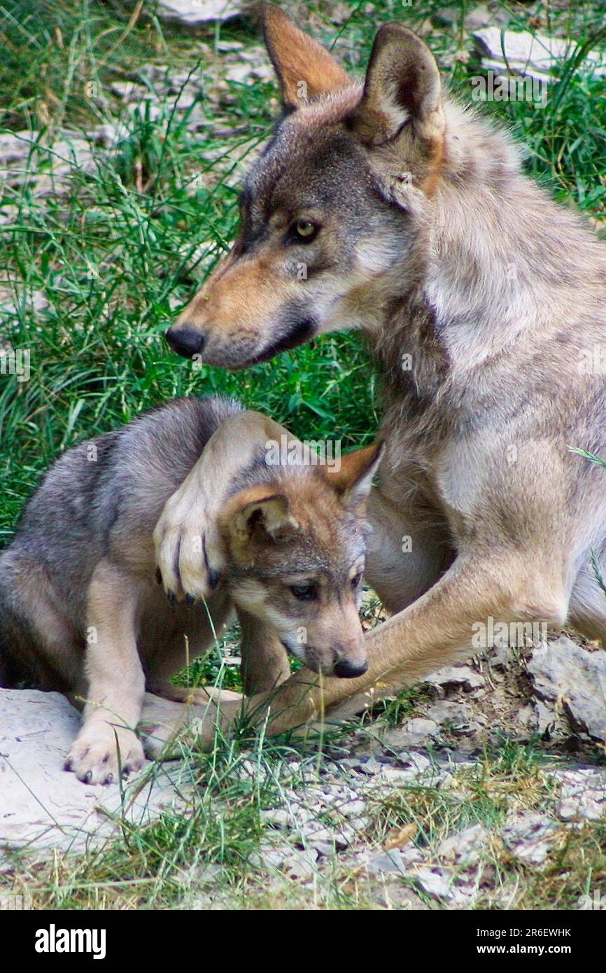 Wolves, female with young, Gray wolves (Canis lupus) female with young ...
