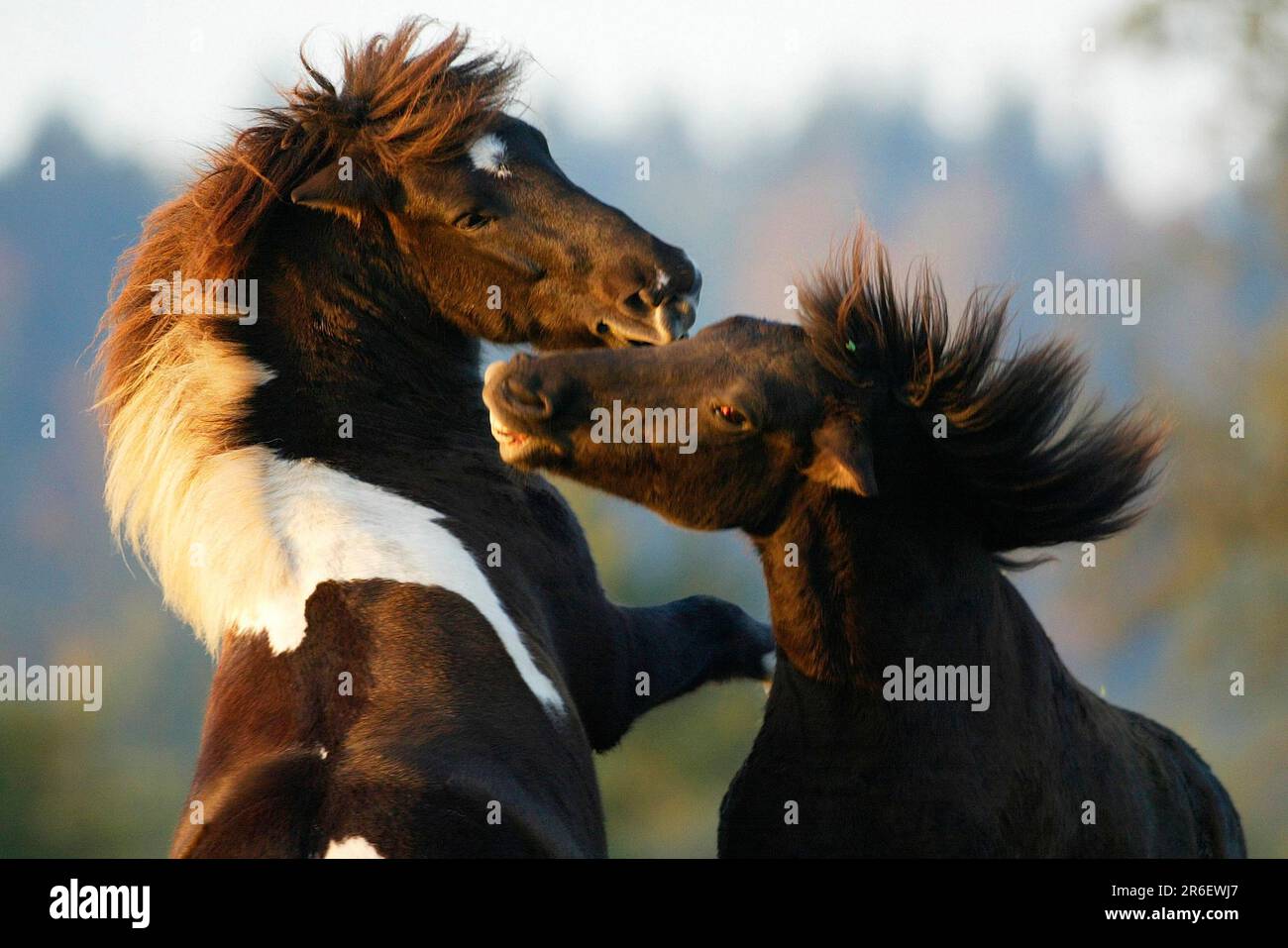 Quarrelling Icelandic ponies, Icelanders Stock Photo - Alamy