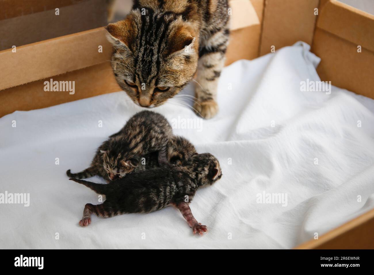 Breastfeed friends hi-res stock photography and images - Alamy