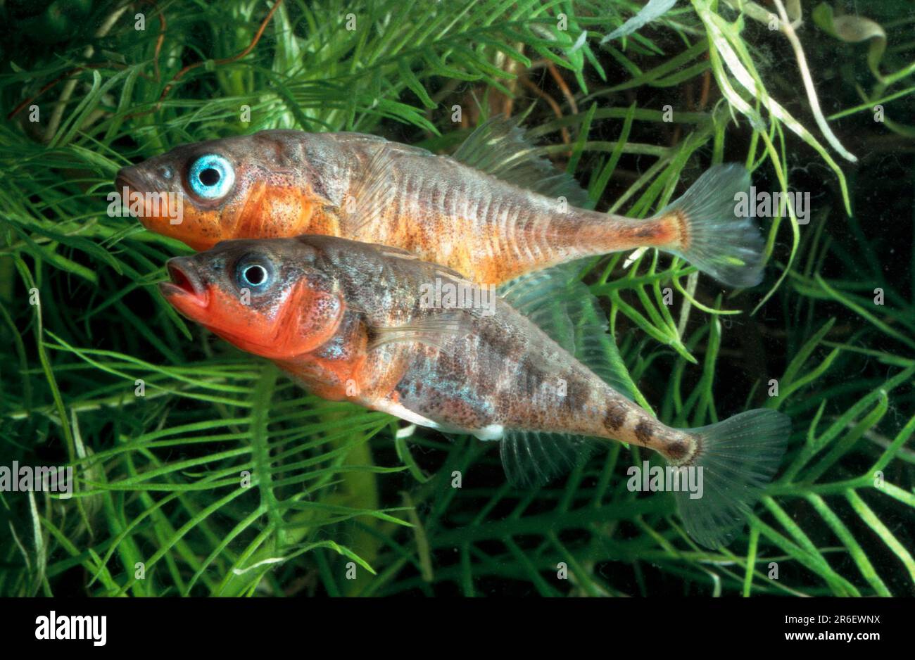 Three-spined Sticklebacks (Gasterosteus aculeatus), lateral, side Stock ...