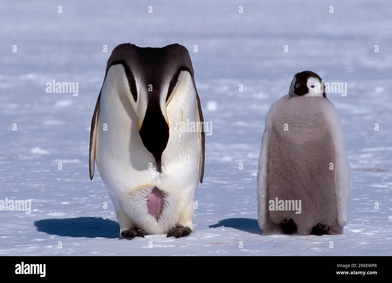 Emperor penguin (Aptenodytes forsteri) with young, belly fold visible ...