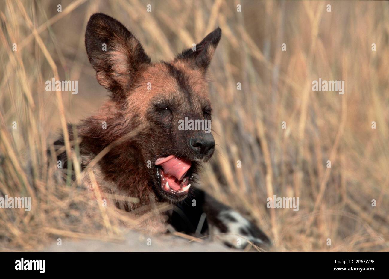 African Hunting Dog nian wild dog, hyena dog (Lycaon pictus), game ...