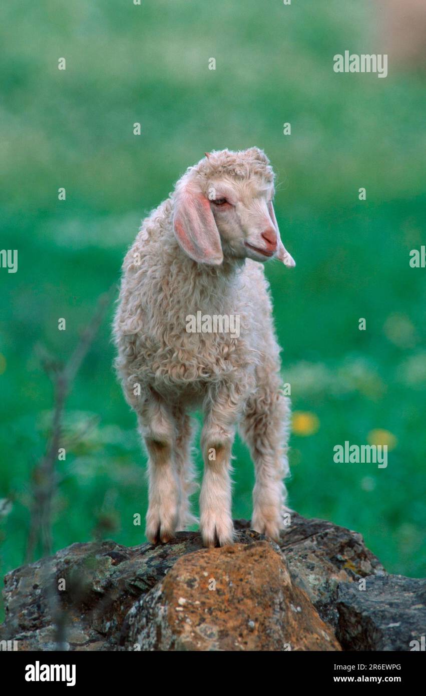 Angora Goat kid, Angora goat, Fawn, Domestic goat, Goat, Goats Stock ...