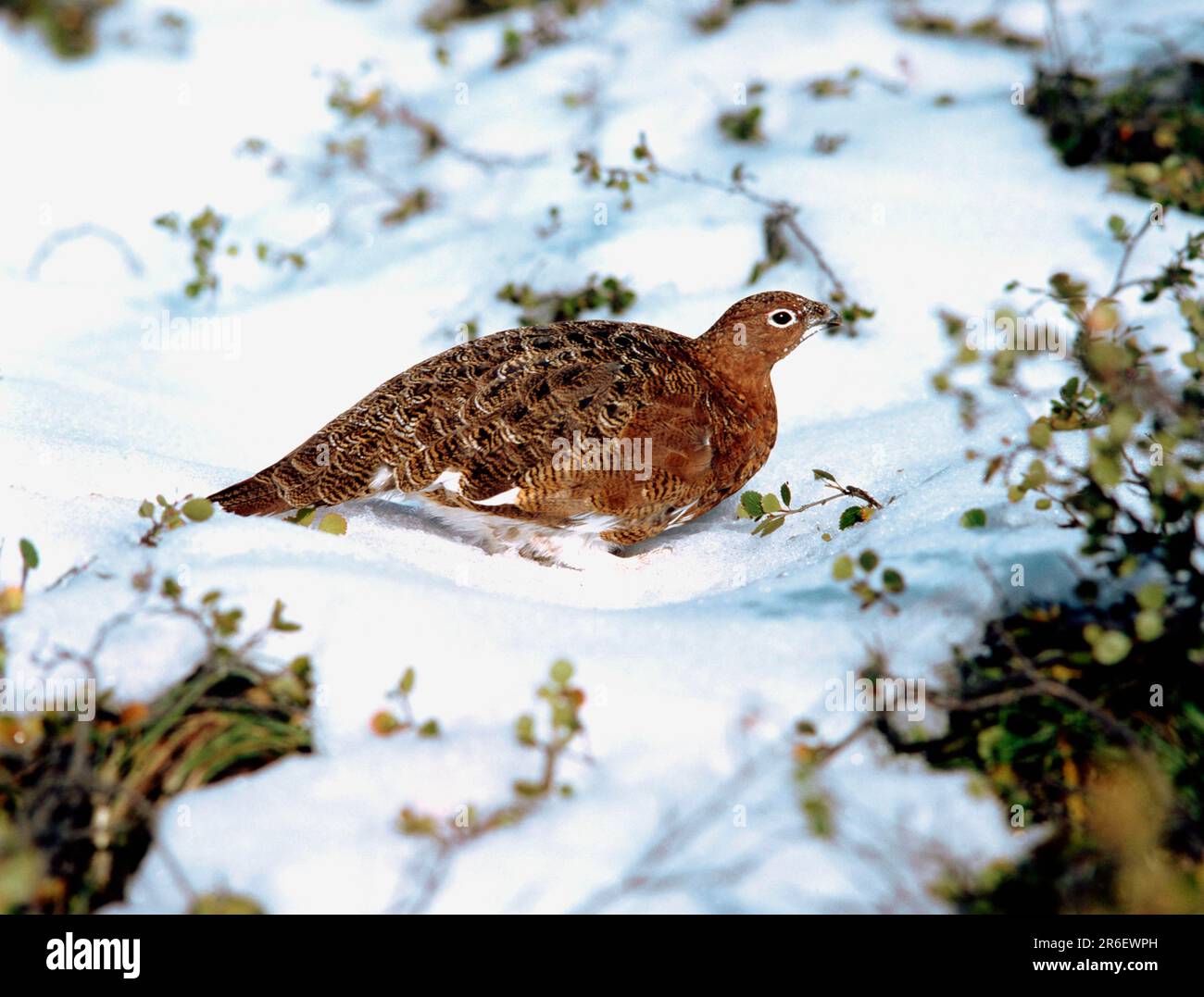 Willow ptarmigan (Lagopus lagopus), Denali National Park, Alaska, USA ...