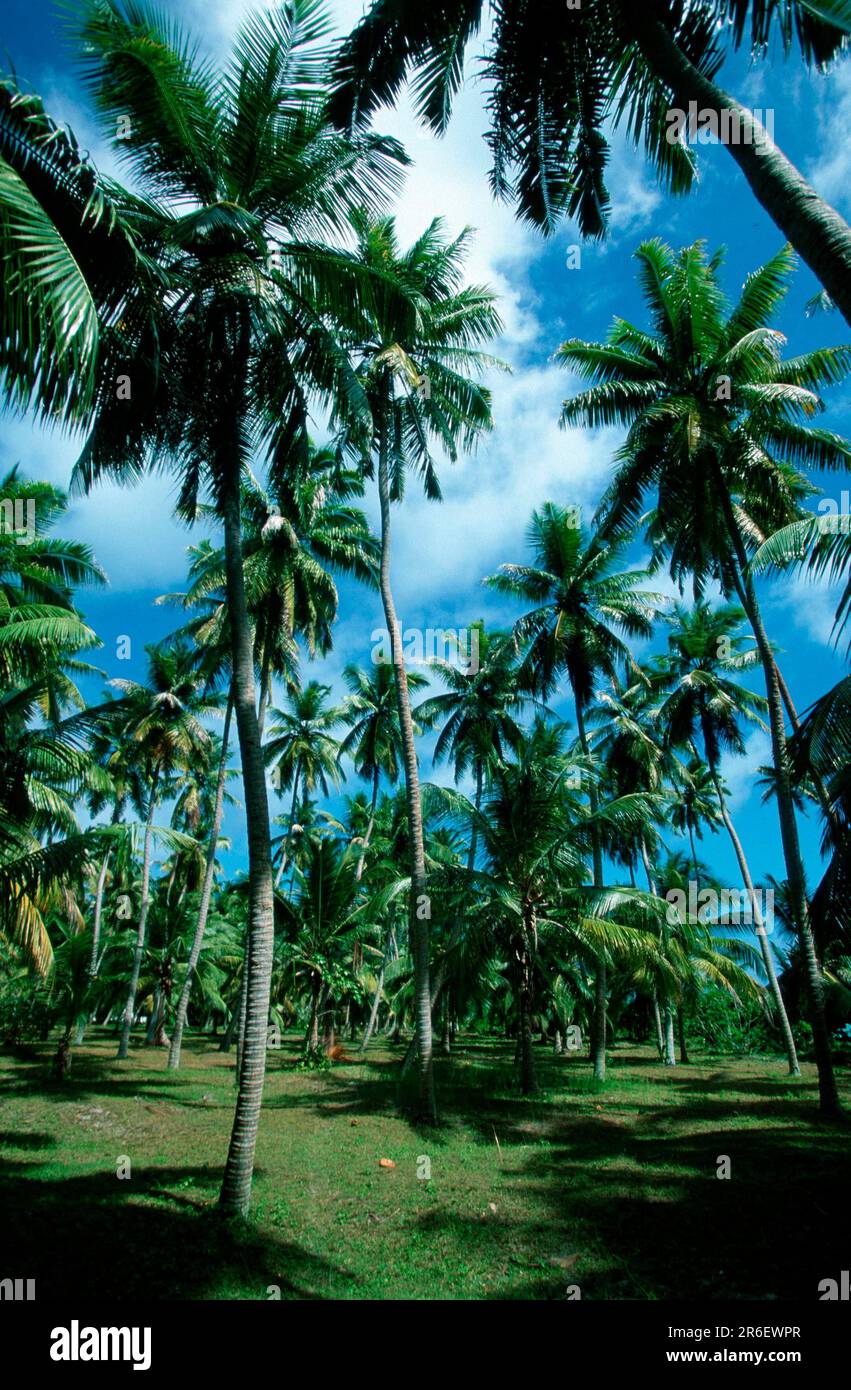 Coconut Palm plantation, Seychelles, coconut palms (Coconut palms ...