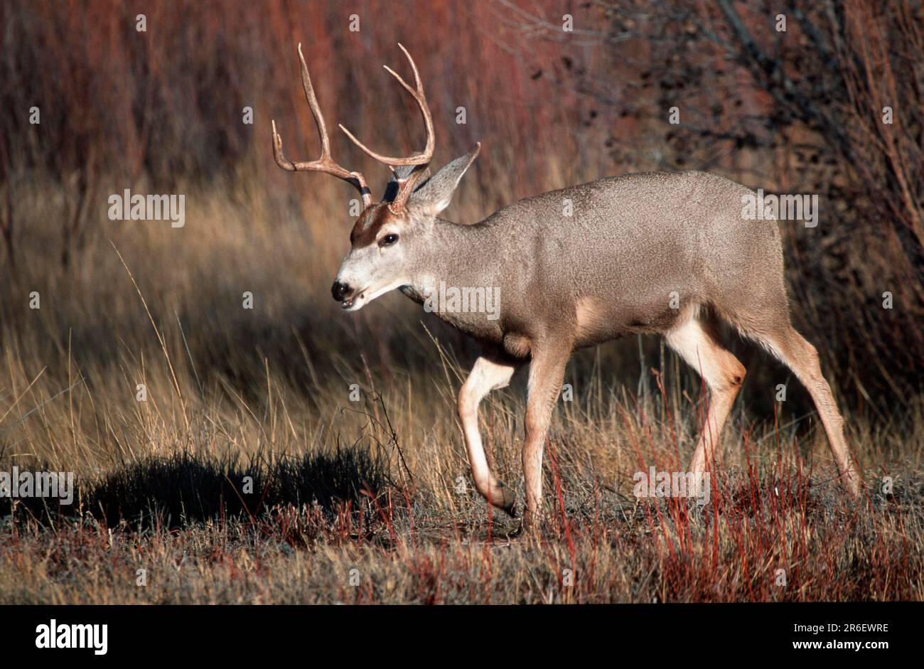 Mule deer (Odocoileus hemionus), male, Bosque del Apache, New Mexico ...