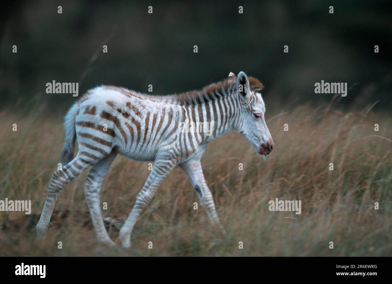 Albino Zebra Foal