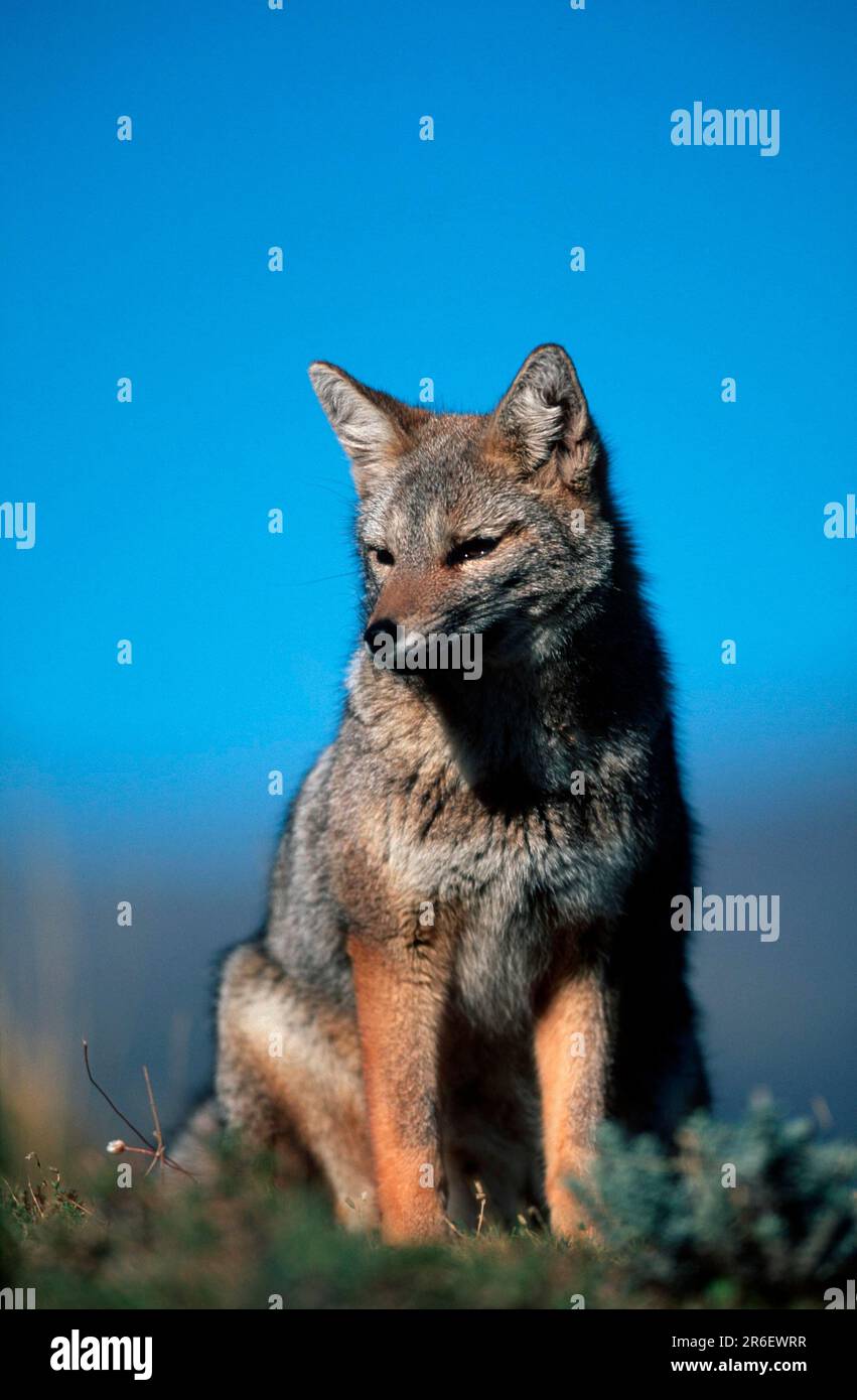 Argentine grey fox, Torres del Paine National Park (Pseudalopex griseus ...