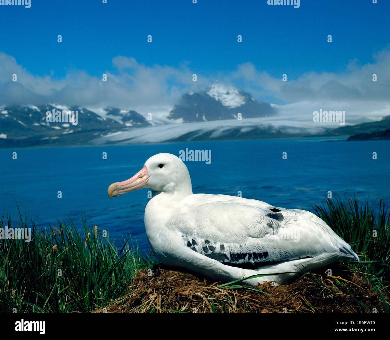 Wandering albatross on nest, South Georgia, Antarctica, Wandering ...