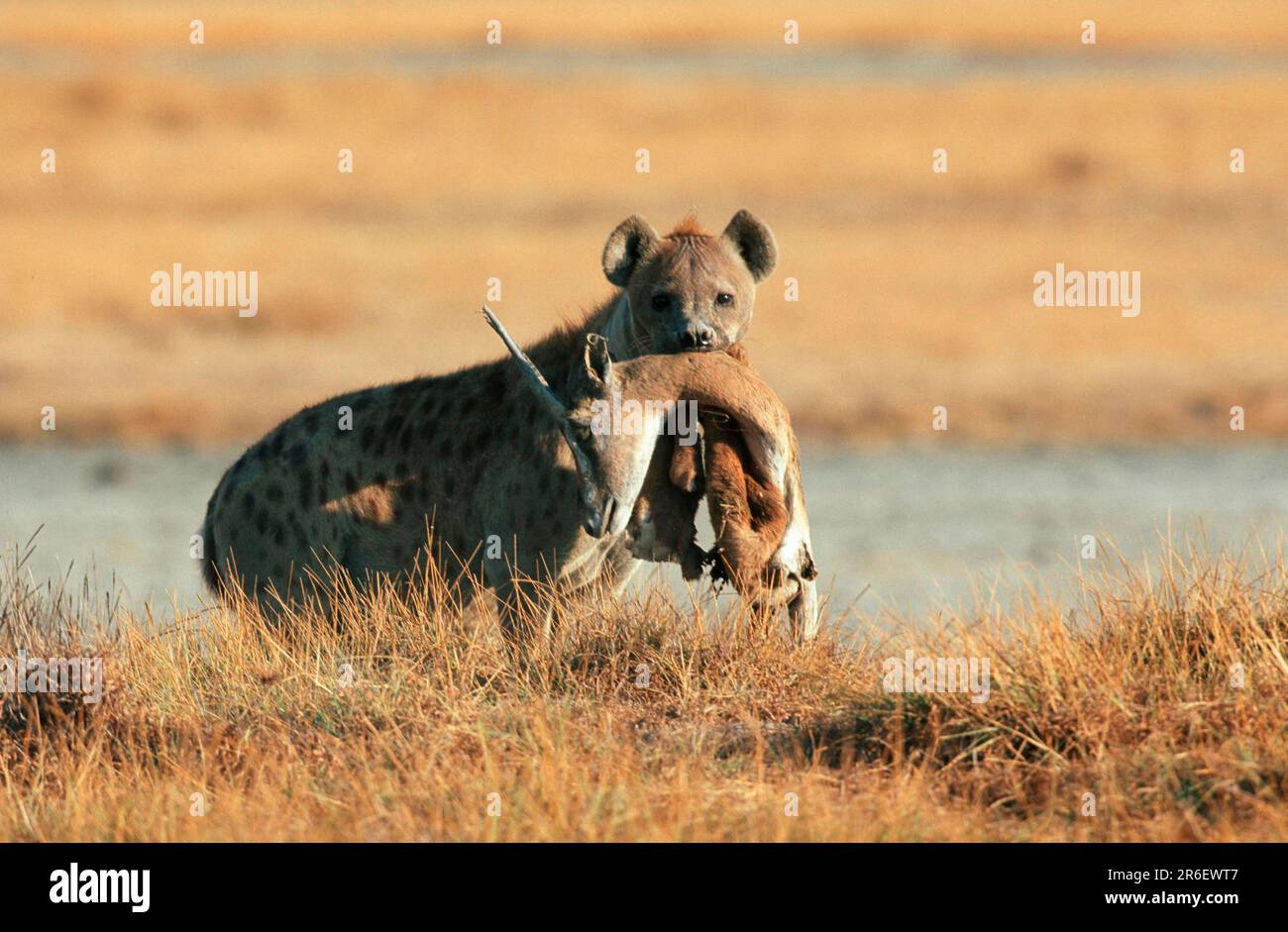 Spotted hyena carrying prey, Massai Mara Game Reserve, Kenya, Spotted ...