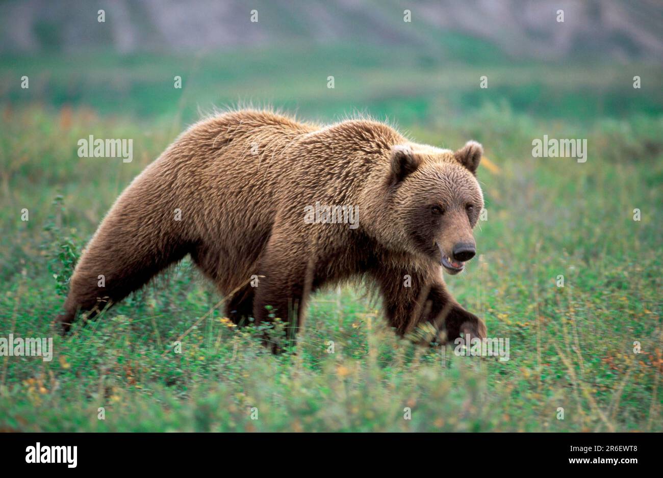 Grizzly bear (Ursus arctos horribilis), Mount McKinley National Park, Alaska, Grizzly bear, USA ...