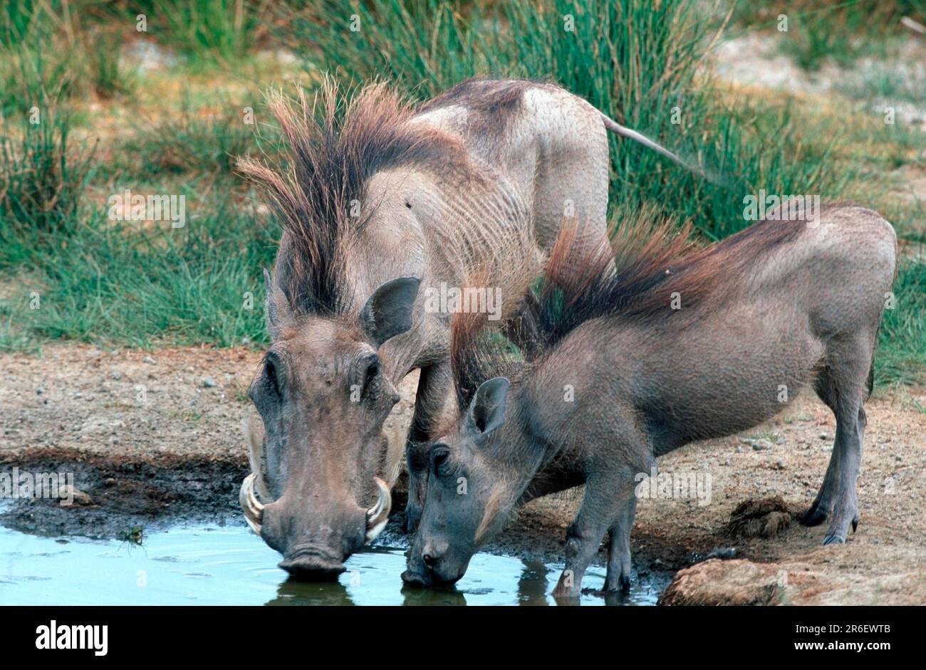 Wart Hogs, drinking, Kenya (Phacochoerus aethiopicus), Warthogs ...