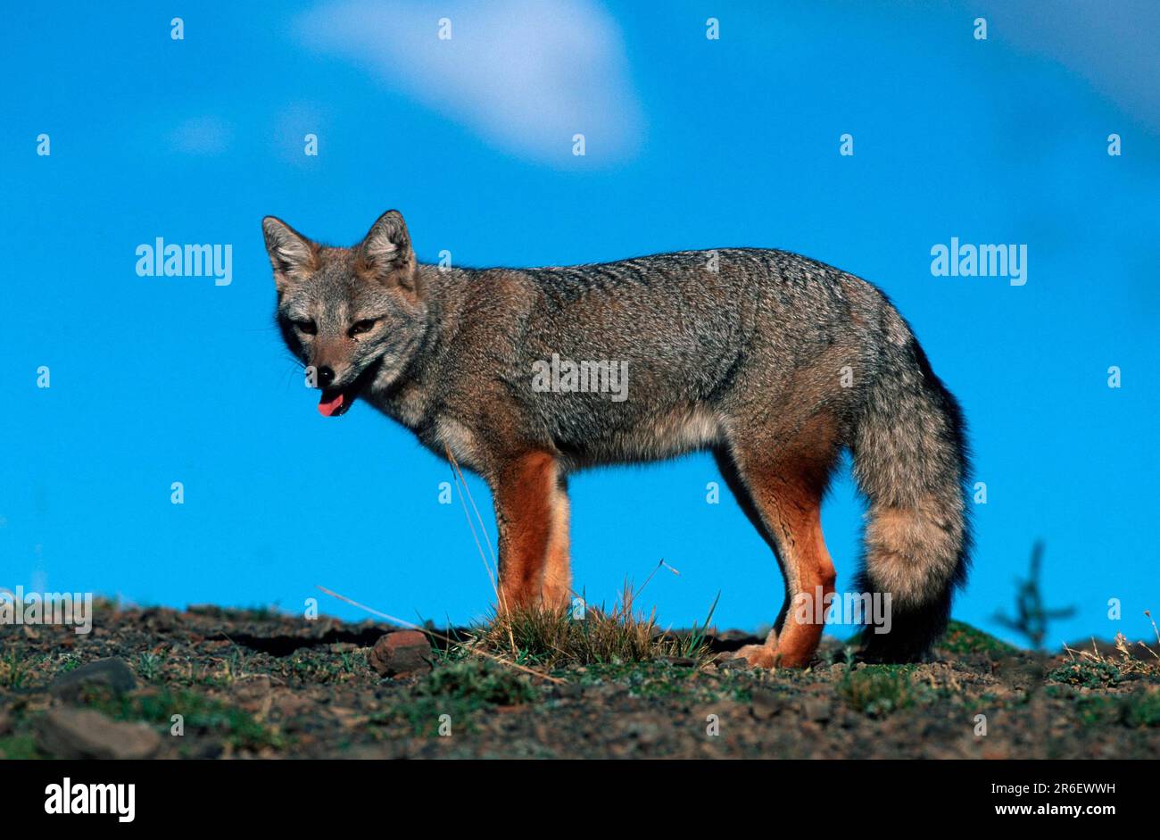 Argentine grey fox, Torres del Paine National Park (Pseudalopex griseus ...
