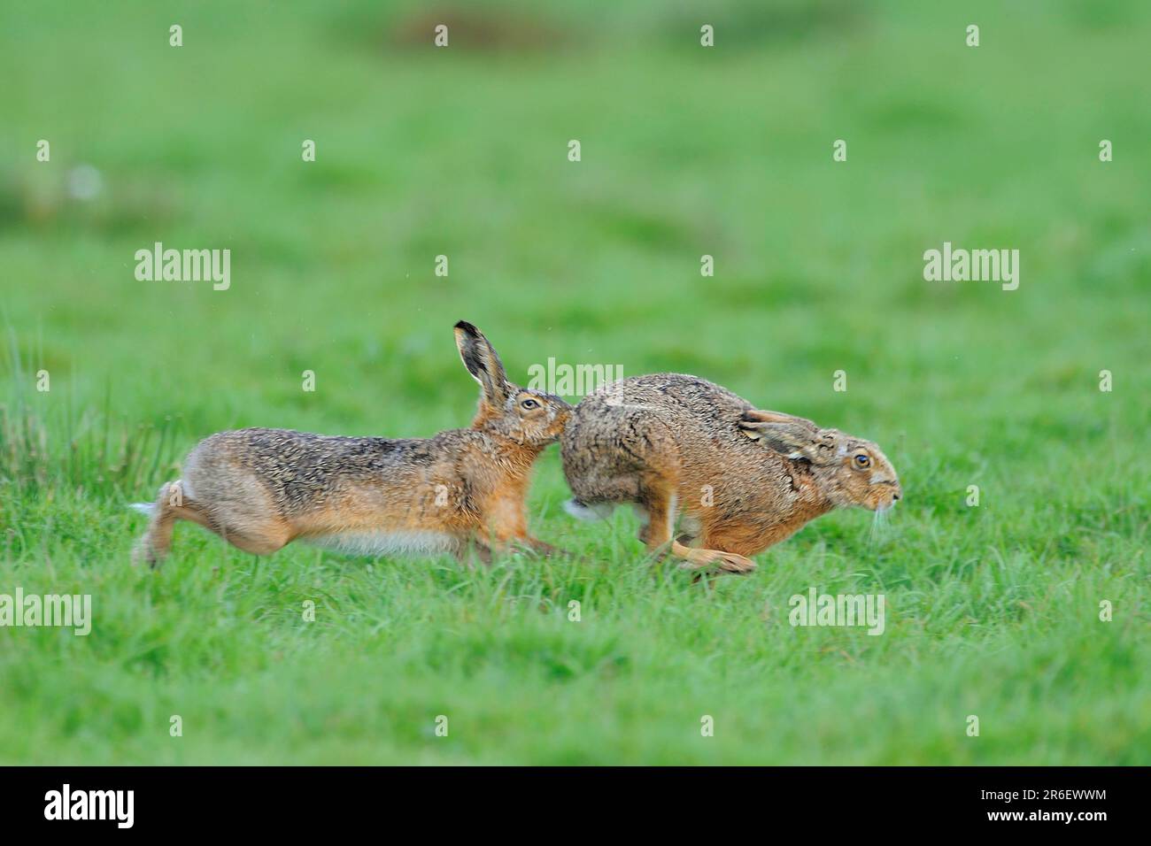European hares (Lepus europaeus), Island of Texel, Netherlands Stock ...
