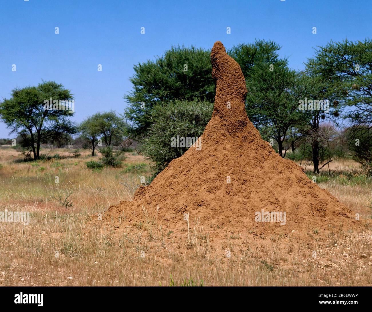 Termite nest, Namibia, Termite mound, Namibia Stock Photo - Alamy
