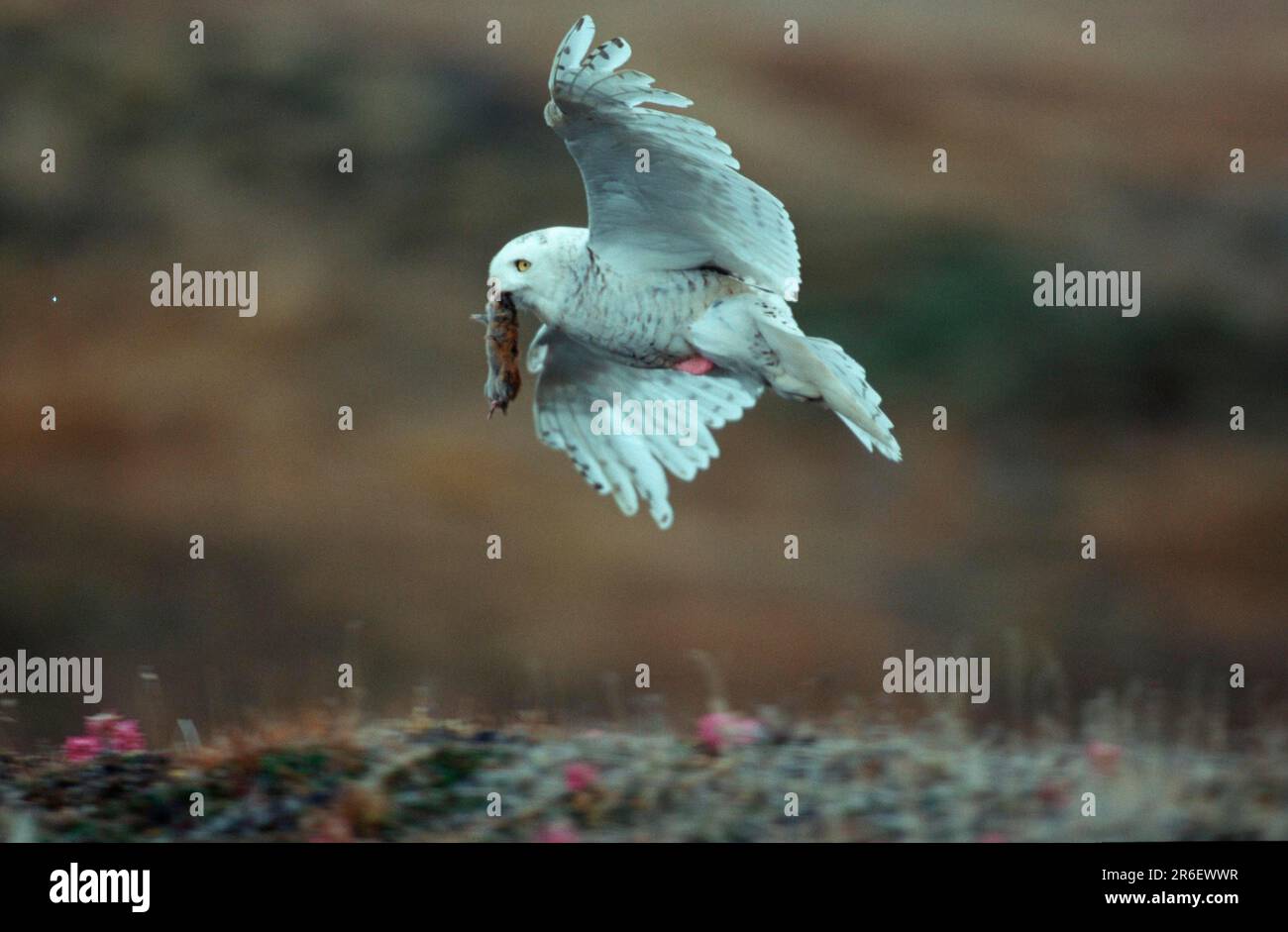 Barrow alaska hi-res stock photography and images - Alamy