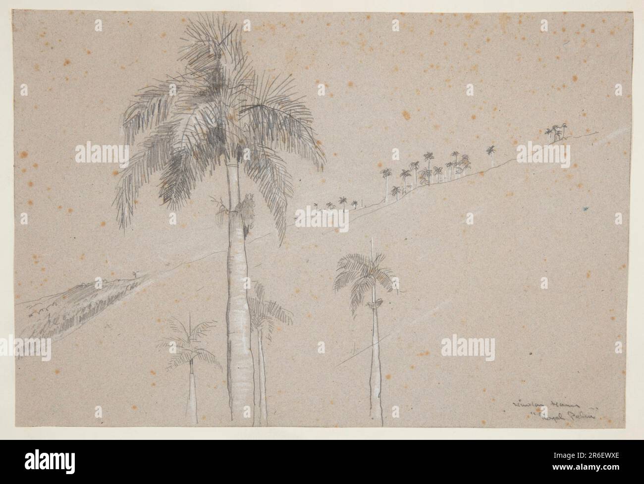 Sketch of royal palm trees on a hillside. Date: 1885. Graphite, chalk ...