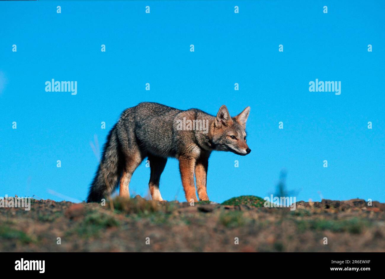Argentine grey fox, Torres del Paine National Park (Pseudalopex griseus ...