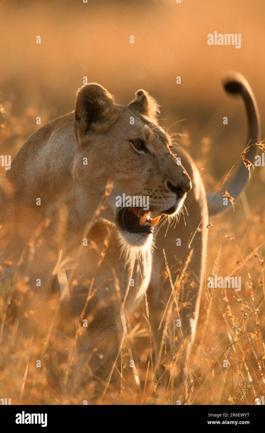 African Lioness, Massai Mara Game Reserve, Kenya nian lioness, Massai ...