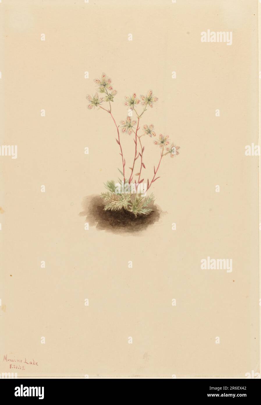 Spotted Saxifrage (Saxifraga bronchialis). Date: 1903. Watercolor on ...