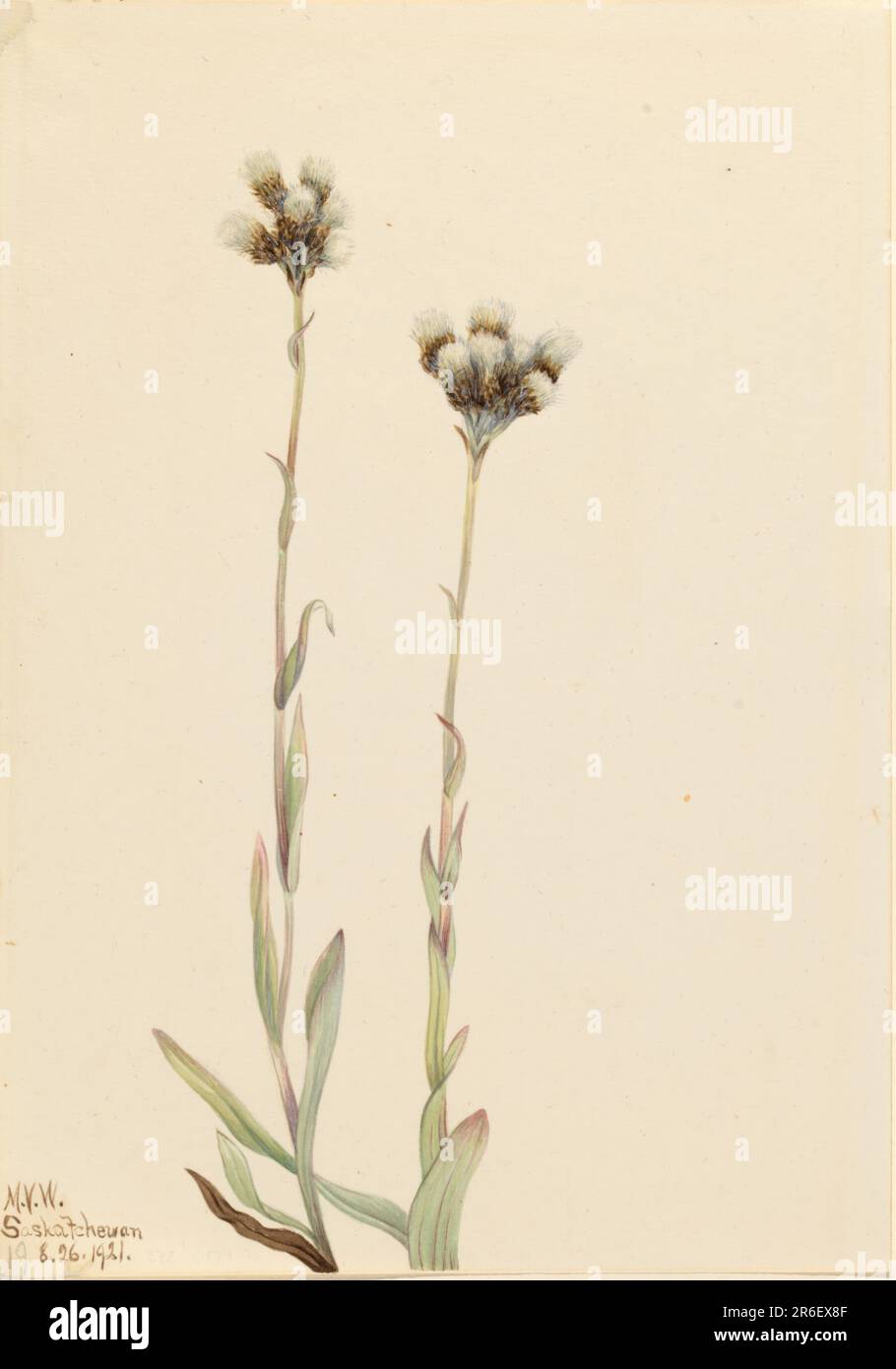 Gray Pussytoes (Antennaria howellii). Date: 1921. Watercolor on paper ...