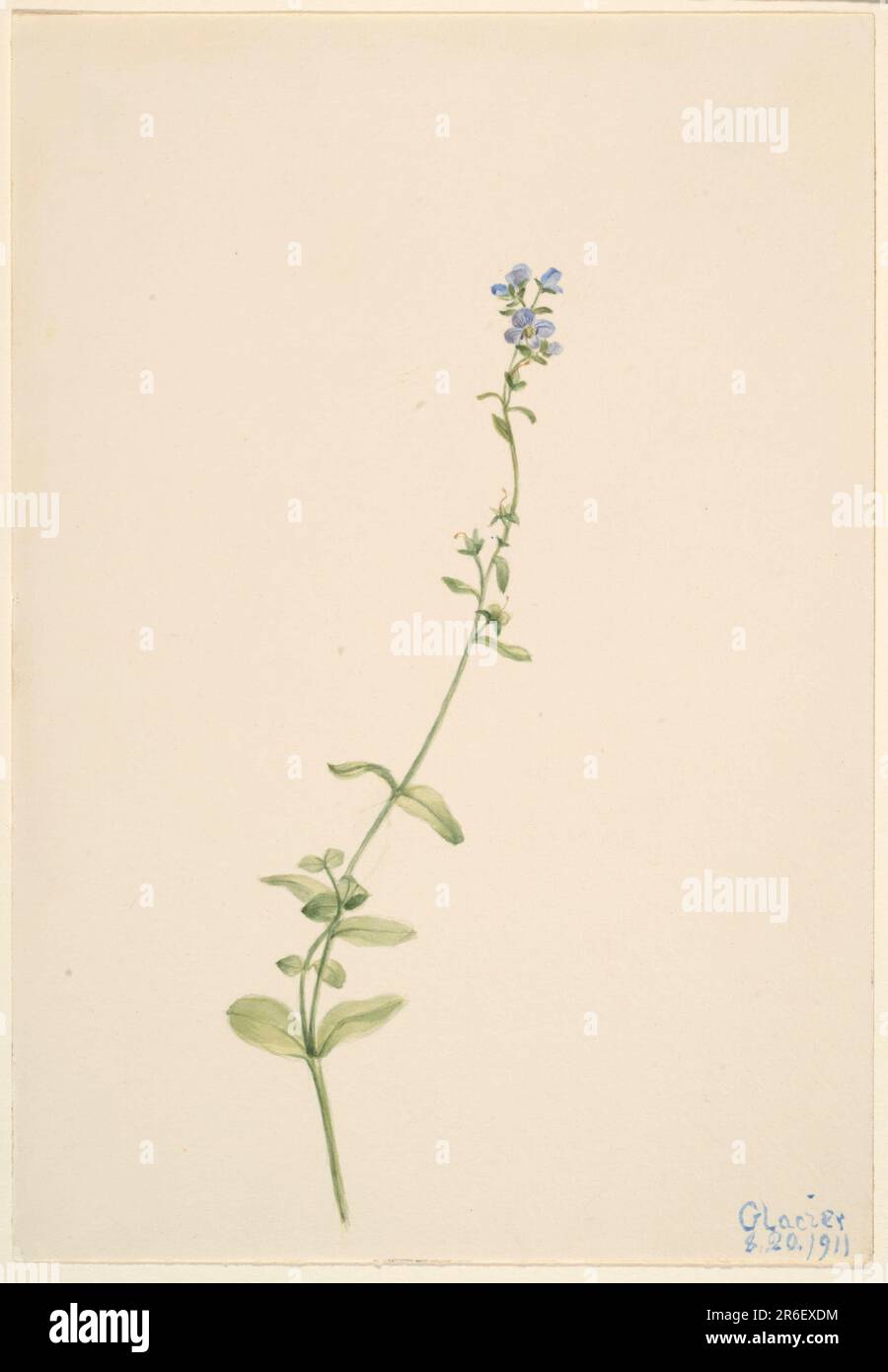 Veronica serpyllifolia. Date: 1911. Watercolor on paper. Museum ...