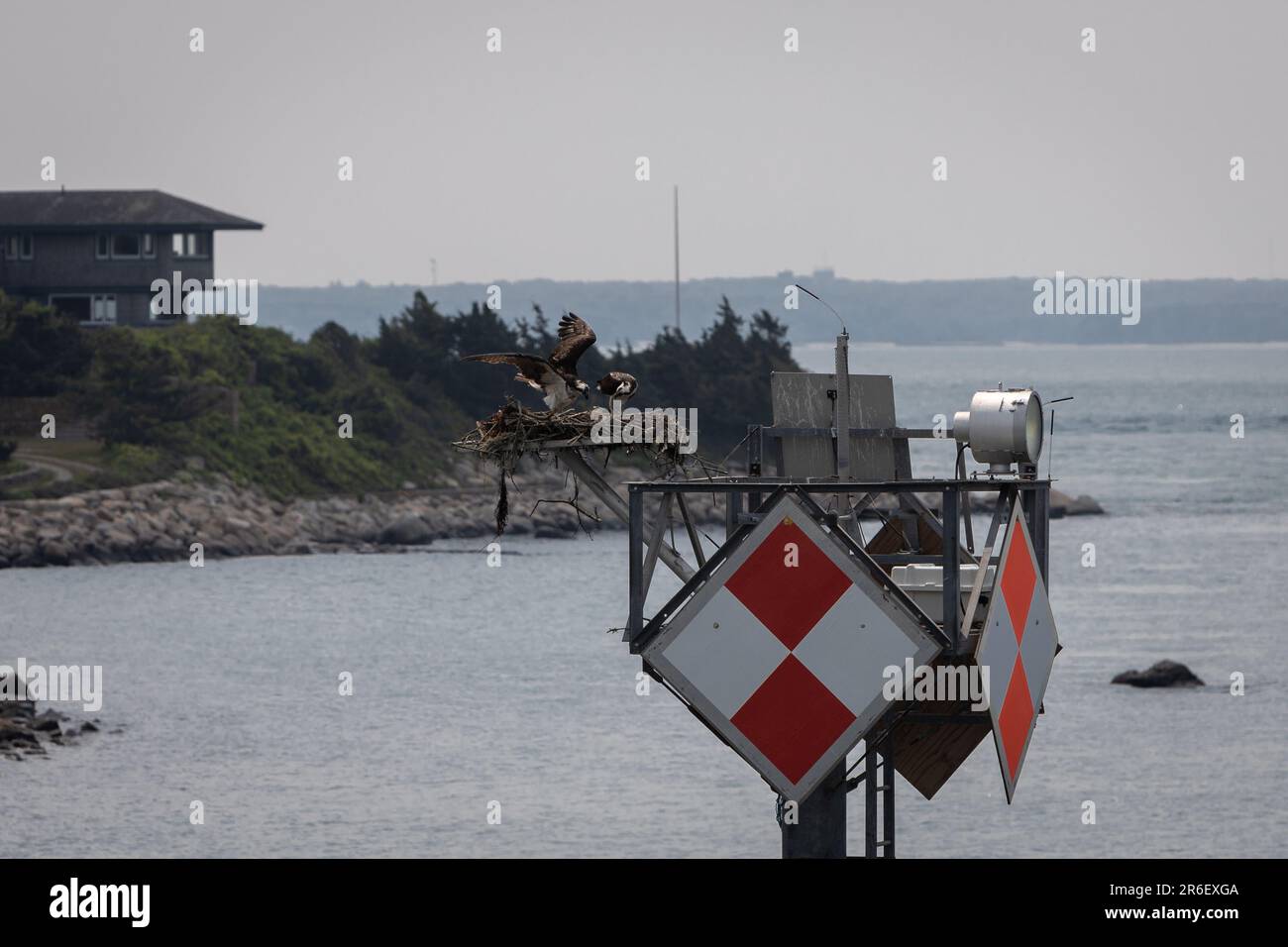 A majestic bird soars through the sky over a tranquil body of water ...